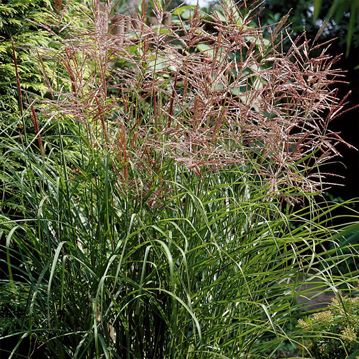 Nippon Maiden Grass Landscapedirect